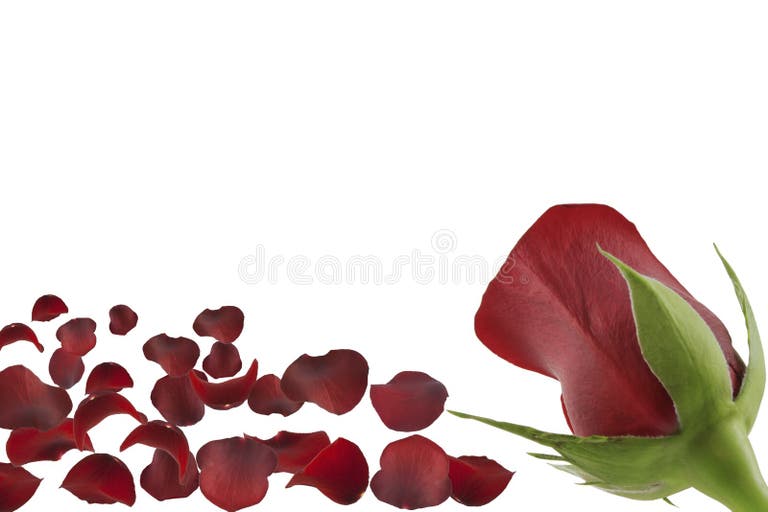 3,984 Rose Clip Arty Stock Photos - Free & Royalty-Free Stock Photos ...