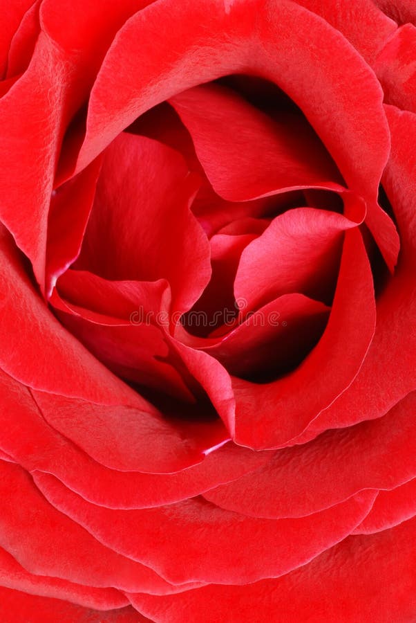 Red rose petals stock image. Image of soul, gorgeous - 23917543