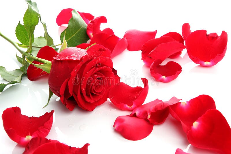 Red Rose Flower Petals Spa Aromatherapy Stock Photo - Image of skin ...