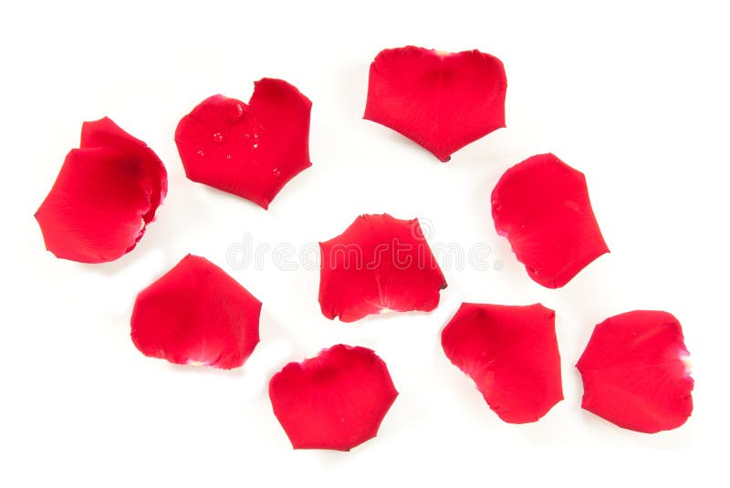 Rose on heart shape symbol stock image. Image of grass - 28801019