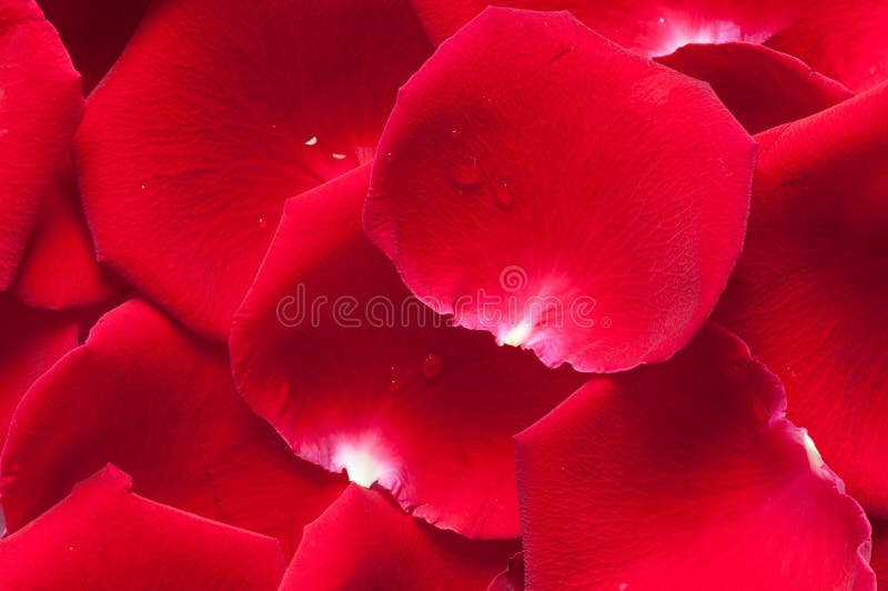 Rose on heart shape symbol stock image. Image of grass - 28801019