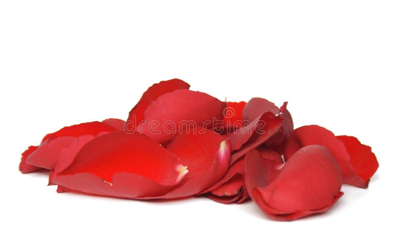 Red Rose Petals Picture. Image: 4339542