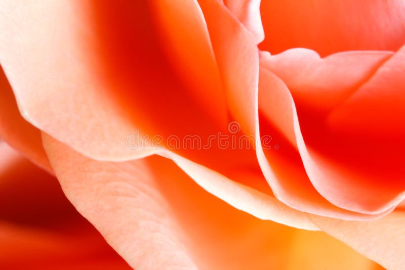 Red Rose Petals for Abstract Flower Background Stock Image - Image of ...