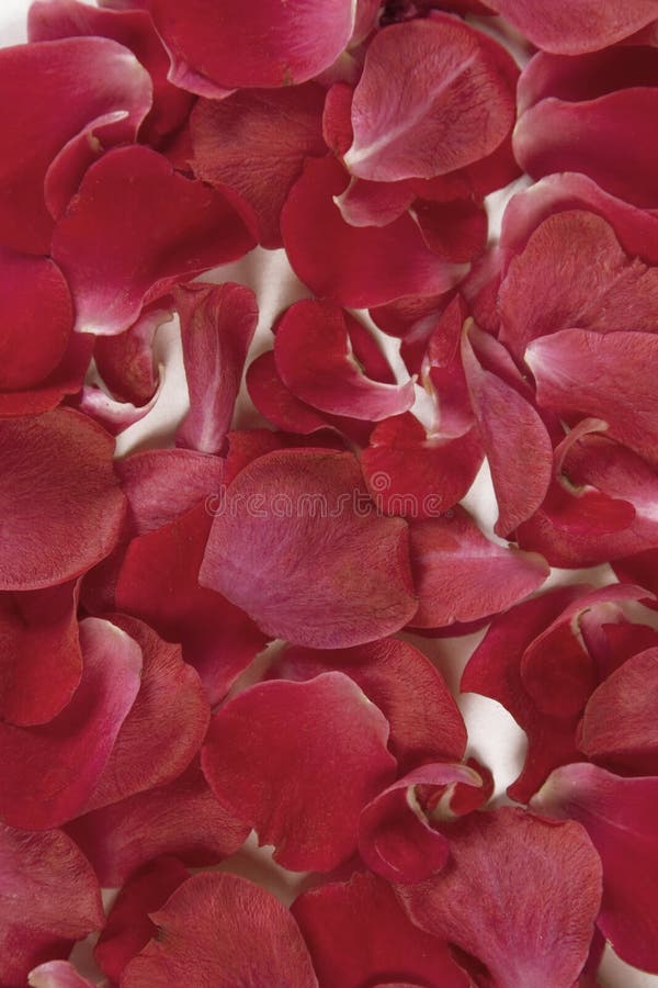 Red rose petals background stock photo. Image of leaf - 15123350
