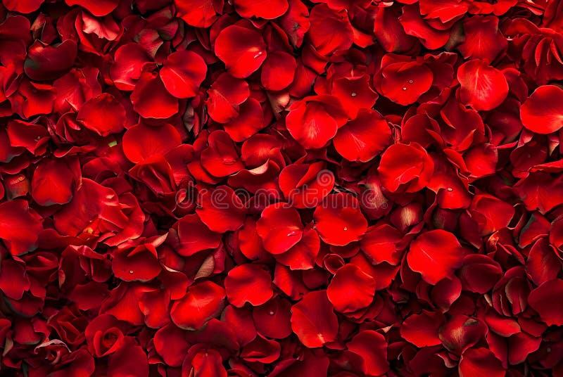 Red Rose Petals Background Red Background Red Rose Petals Stock ...