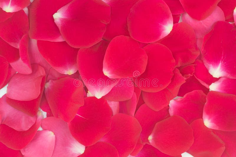 Red rose petals background stock image. Image of delicate - 94215905