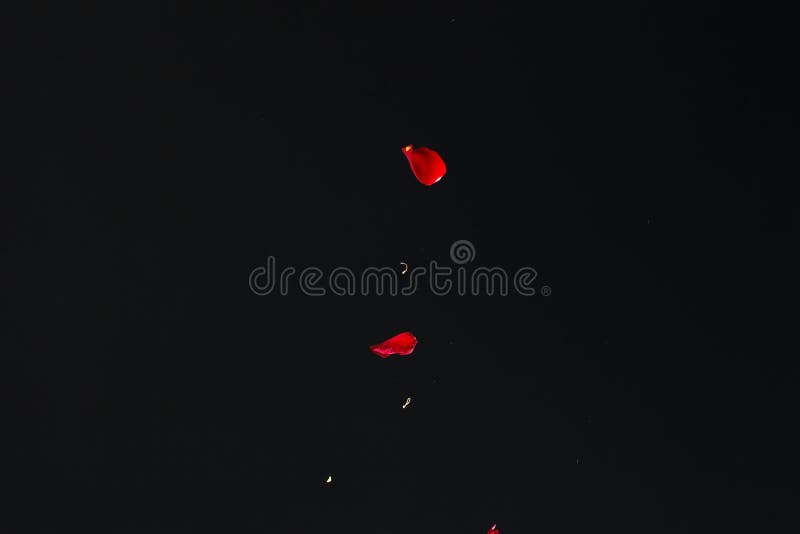 Red Rose Petals Falling in Front of Black Background Stock Photo ...