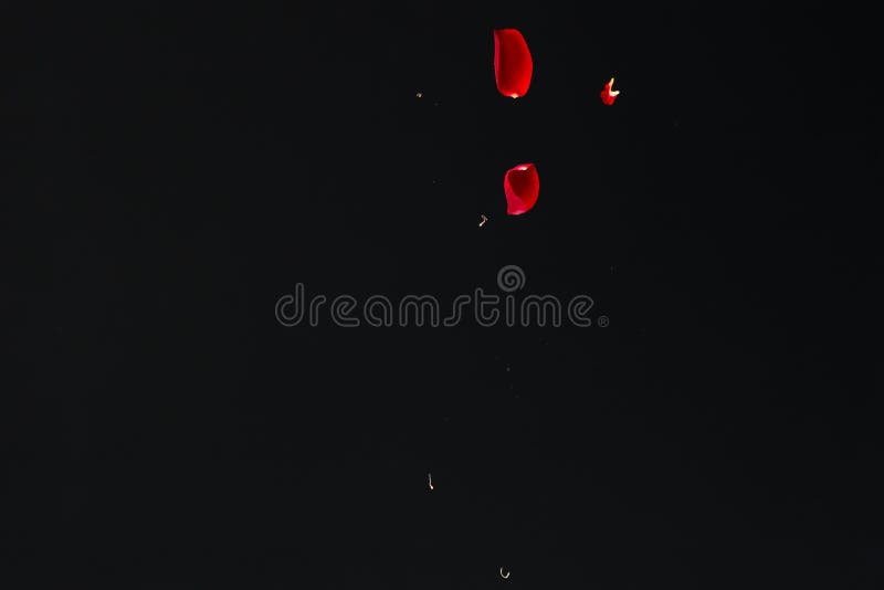 Dark Red Rose Petals Falling