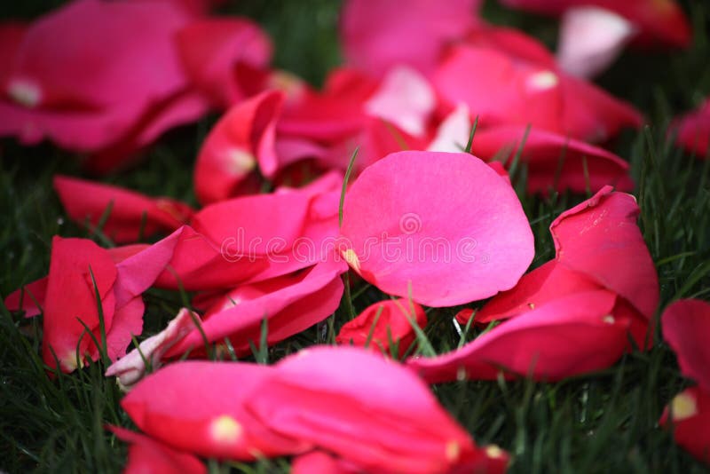 Red Rose Petals with Few of Them in Focus Stock Photo - Image of floral ...