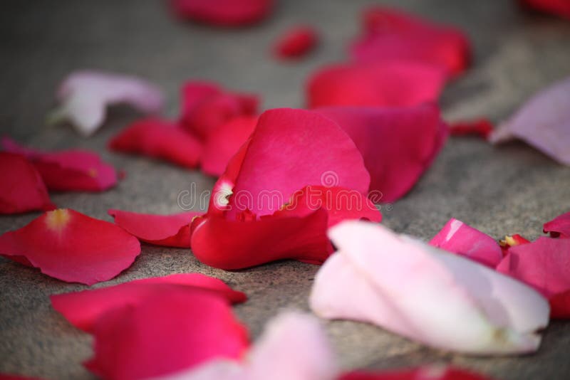 Fallen rose petals stock image. Image of floor, details - 5598171