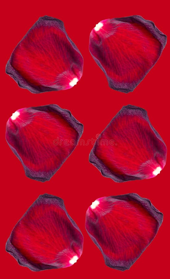 Red Rose Petals Isolated on Red Stock Image - Image of floral, pattern ...