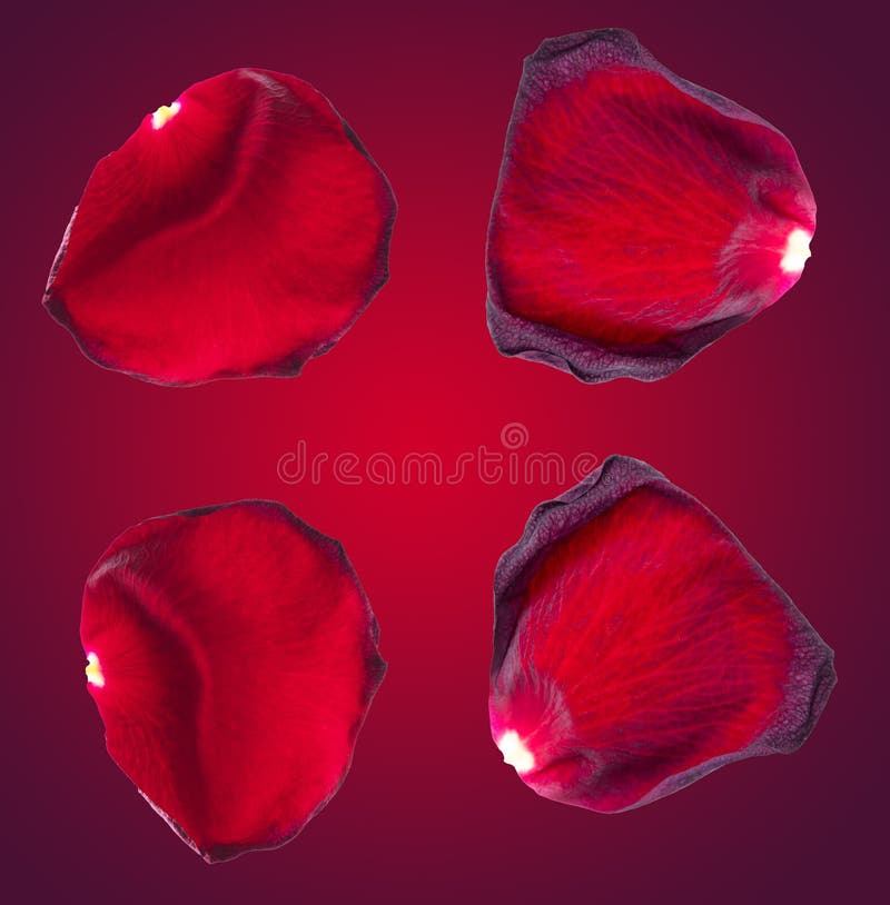 Red Rose Petals Isolated on Red Stock Image - Image of falling, color ...