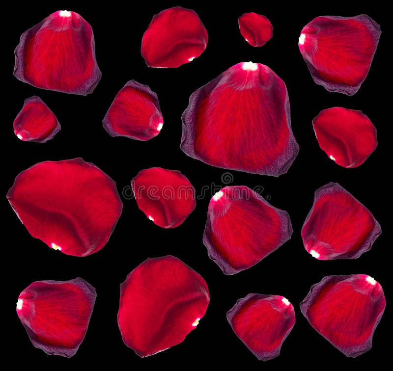 Red Rose Petals Isolated on Black Stock Image - Image of nature ...