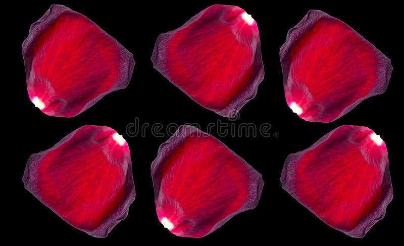 Red Rose Petals Isolated on Black Stock Image - Image of design ...