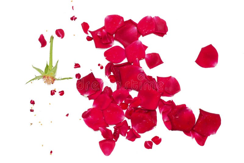 Red rose petals stock photo. Image of color, macro, nature - 251260632