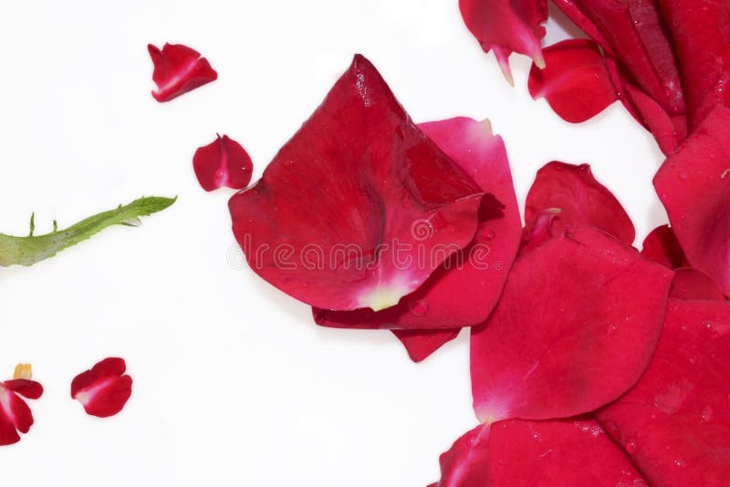 Red rose petals stock photo. Image of color, macro, nature - 251260632