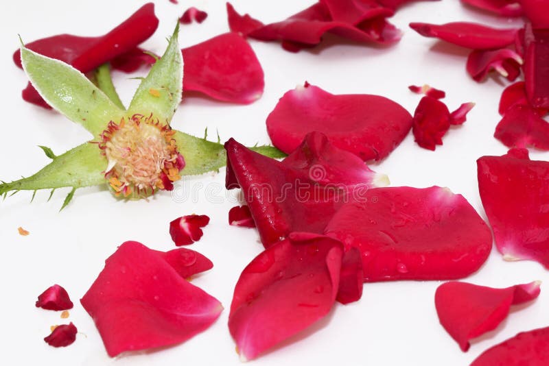 Red rose petals stock photo. Image of color, macro, nature - 251260632