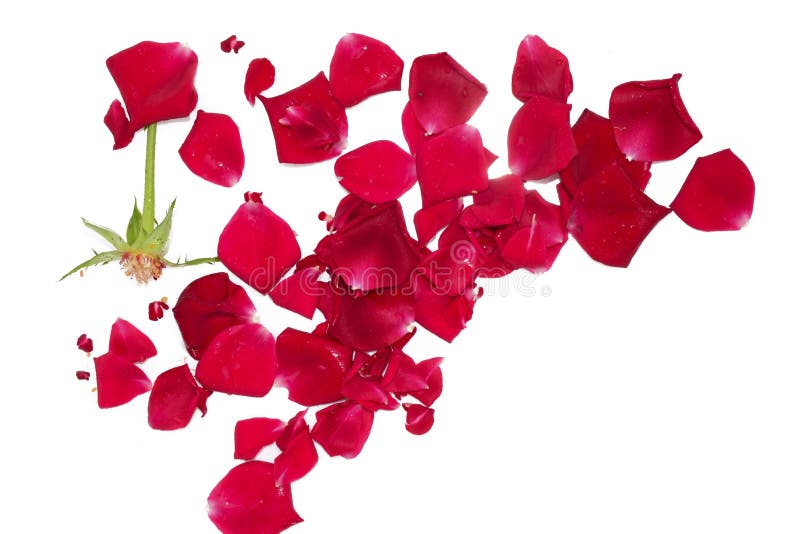 Red rose petals stock photo. Image of color, macro, nature - 251260632