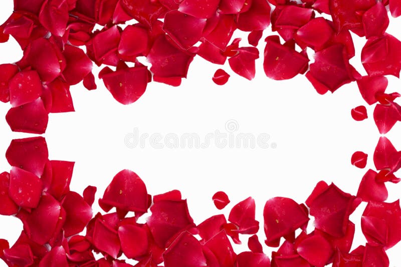 Red rose petals stock photo. Image of color, macro, nature - 251260632
