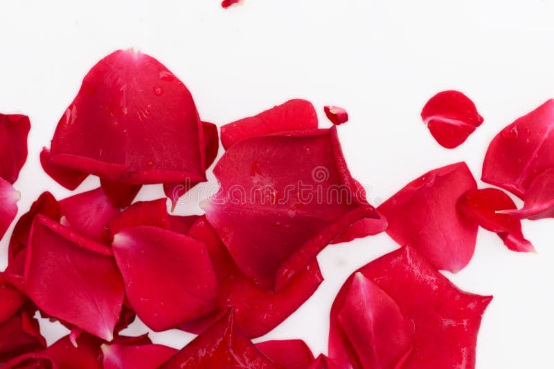 Red rose petals stock photo. Image of color, macro, nature - 251260632