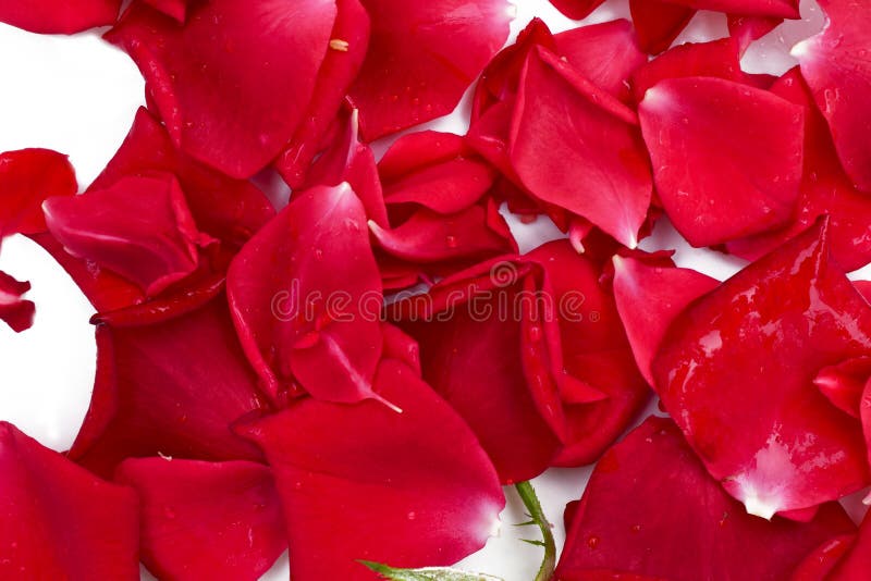 Red rose petals stock photo. Image of color, macro, nature - 251260632