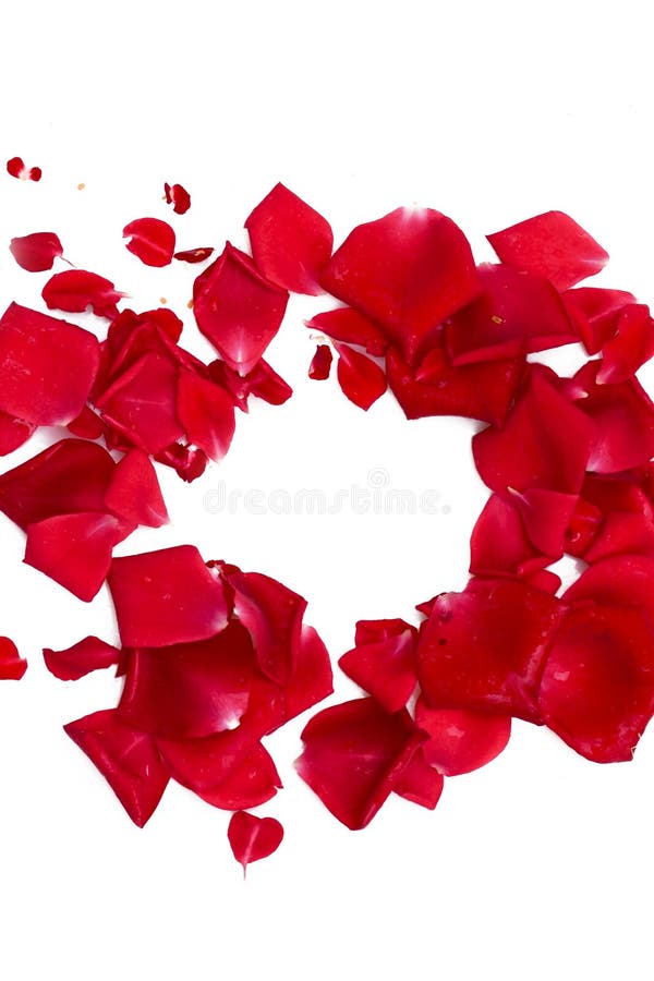 Red rose petals stock photo. Image of color, macro, nature - 251260632