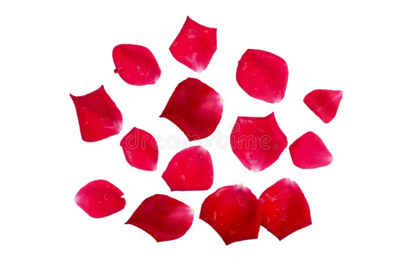 Red rose petals stock photo. Image of descriptive, festive - 251260946