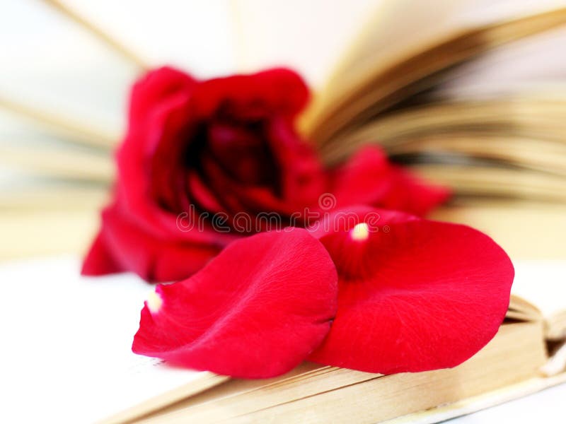Red Rose and Petals on Paper Book, Romance. Stock Photo - Image of ...