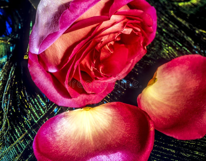 Red rose with petals stock image. Image of feather, rose - 95743549