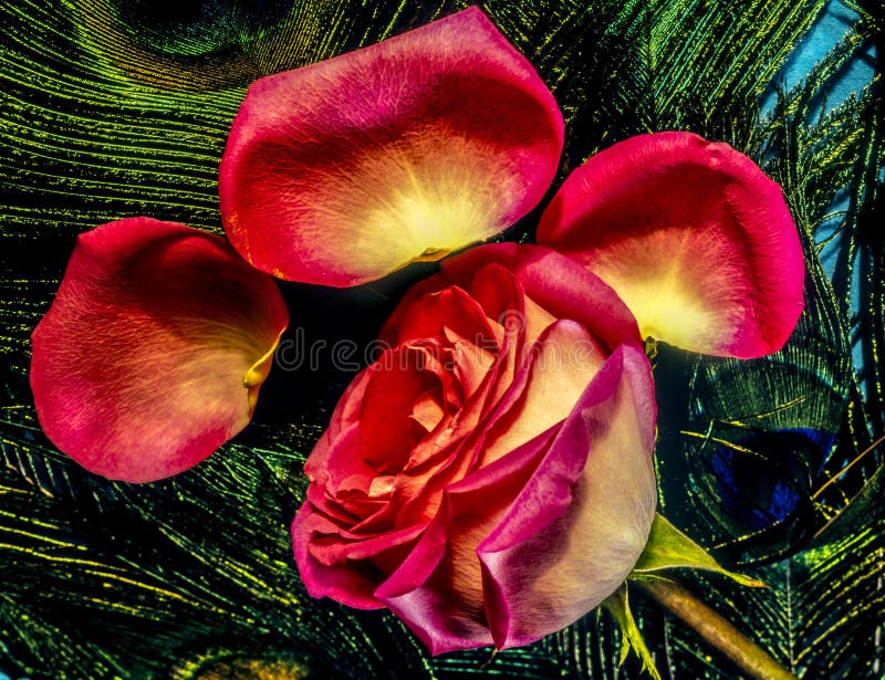Red rose with petals stock image. Image of life, feather - 95743555