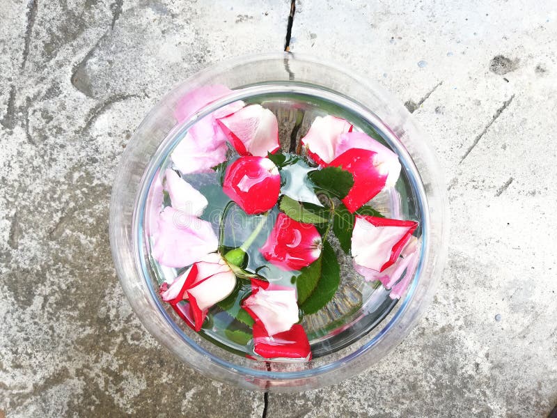 Red Rose Petals in a Round Glass Vase. Stock Photo - Image of texture ...