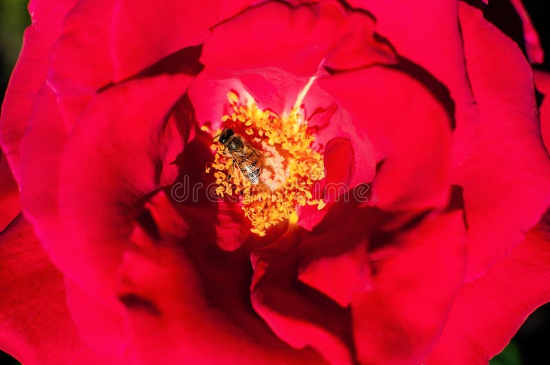 Red Rose Petals and Stamens Stock Image - Image of single, valentines ...