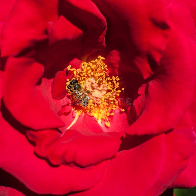 Red Rose Petals and Stamens Stock Image - Image of pollen, blooming ...