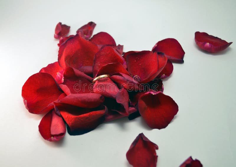 Red rose petals stock photo. Image of rose, proposal - 46085042