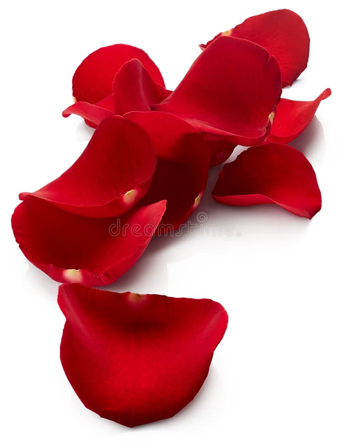 Red rose petals stock photo. Image of female, leaf, pattern - 68465452