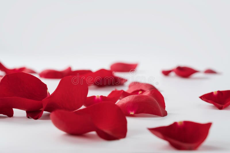 Red Rose Petals on White Background Stock Photo - Image of studio ...