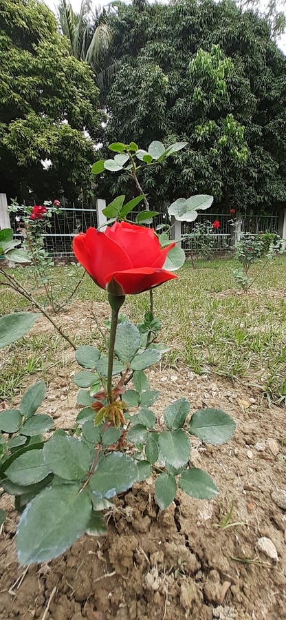 Red rose photo stock image. Image of plant, backyard - 387835193