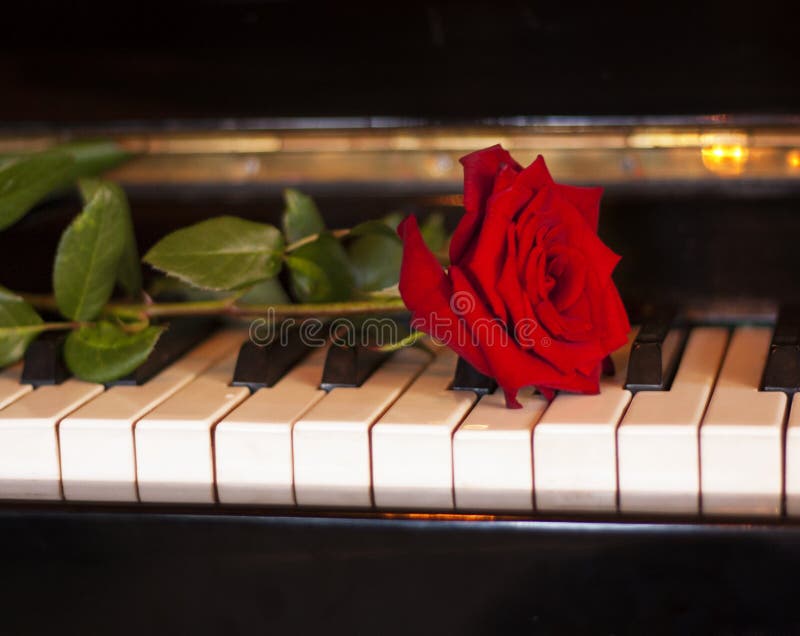 Violin piano rose stock photo. Image of love, concert - 36377374