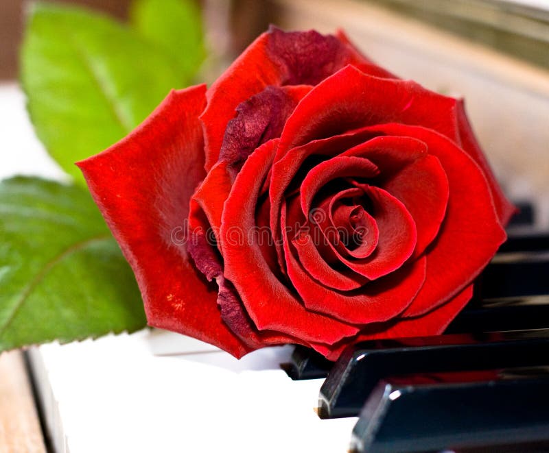 Red rose on piano keys stock image. Image of inspiration - 8513117