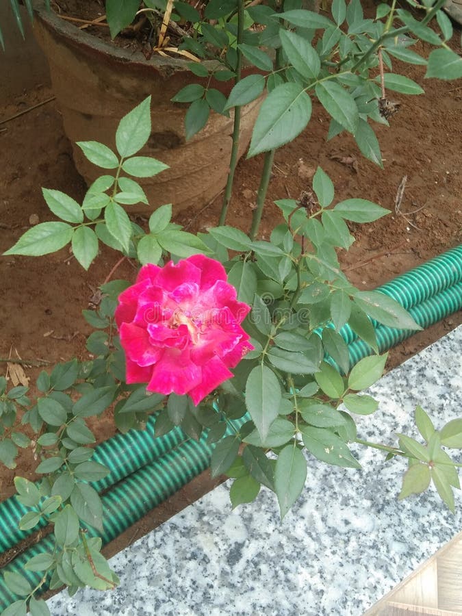 Red rose pic stock photo. Image of blossom, herb, green - 333157554