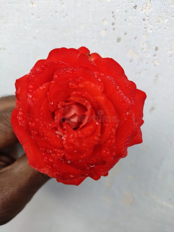 239 Pick Red Rose Flower Photos - Free & Royalty-Free Stock Photos from ...