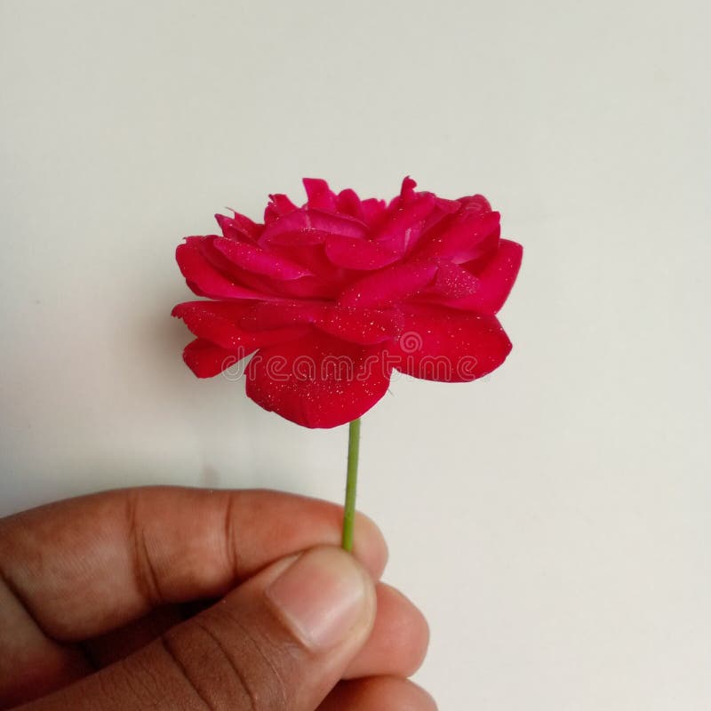 239 Pick Red Rose Flower Photos - Free & Royalty-Free Stock Photos from ...