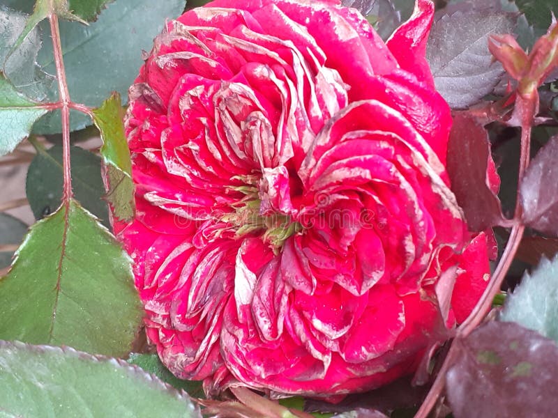 Red Rose Picture Also Know French Rose& X27;s. Stock Image - Image of ...