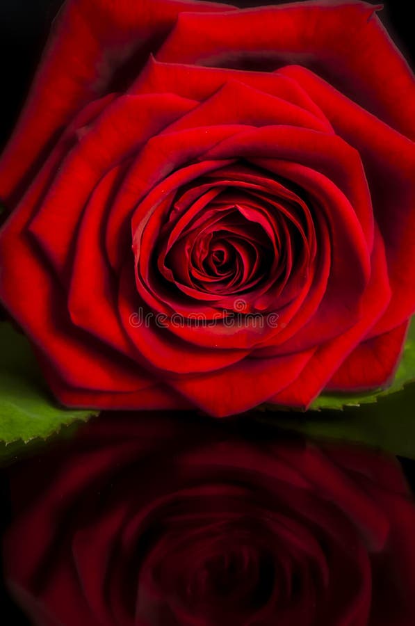 Red Rose stock photo. Image of mirror, perfect, peace - 39057080