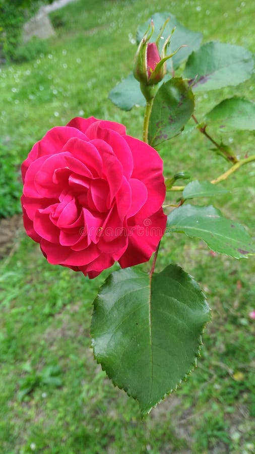 Red rose picture stock image. Image of rose, gardening - 171471763