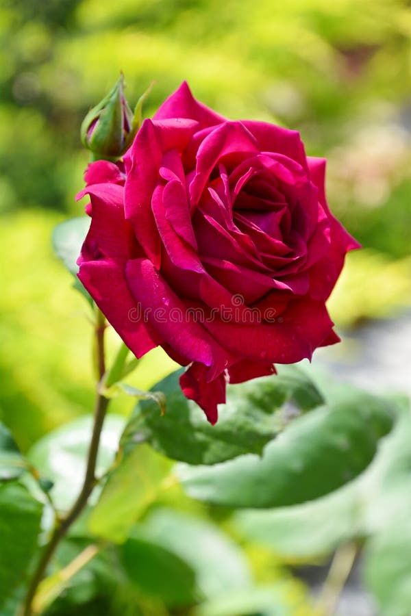Red rose. Pink rose. stock photo. Image of garden, summer - 76960836