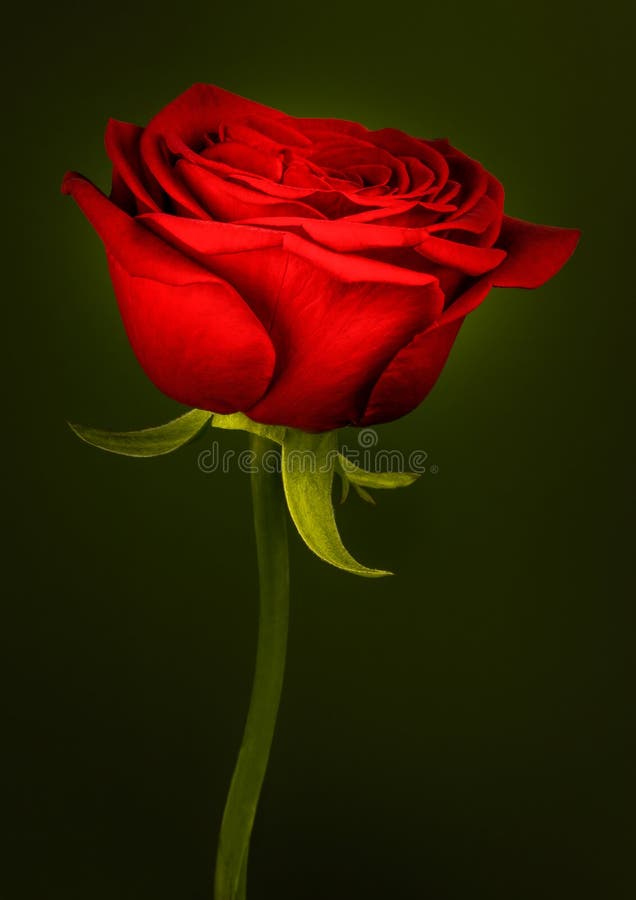 Red Rose on Plain White Background - Product Photography Stock Photo ...