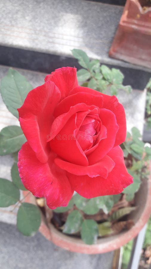 Red Rose plant flower pot stock photo. Image of rose - 163364924