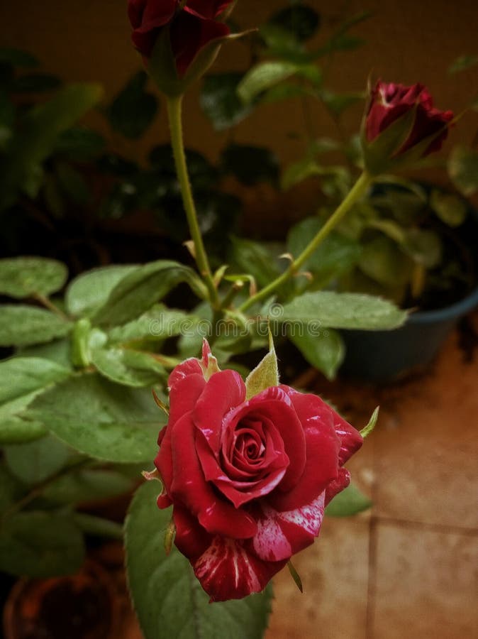 Red rose stock image. Image of plant, flower, rose, indian - 106252421
