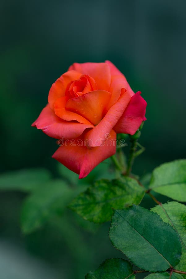Red Rose Plant Outdoors in the Garden Stock Image - Image of rose ...